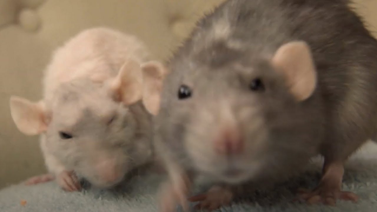 High Quality Rat Footage - YouTube