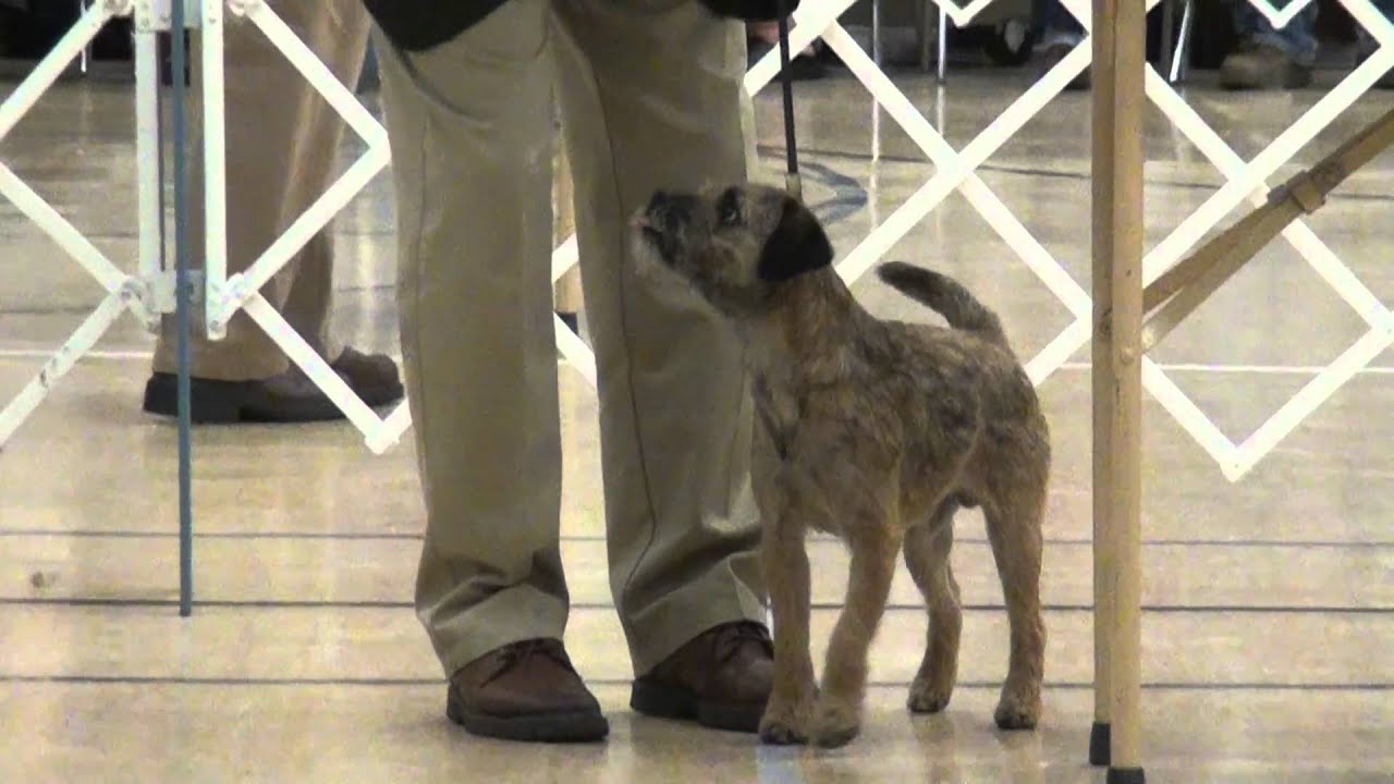 GCH CH Full Throttle's Wallace Ablaze "Dunkin" - BOB @ PDFC March 26 ...