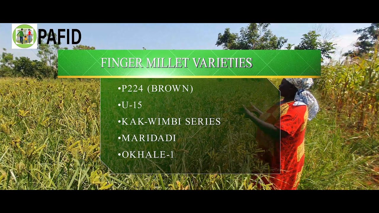 Why you should switch from maize to FINGER MILLET growing...! - YouTube