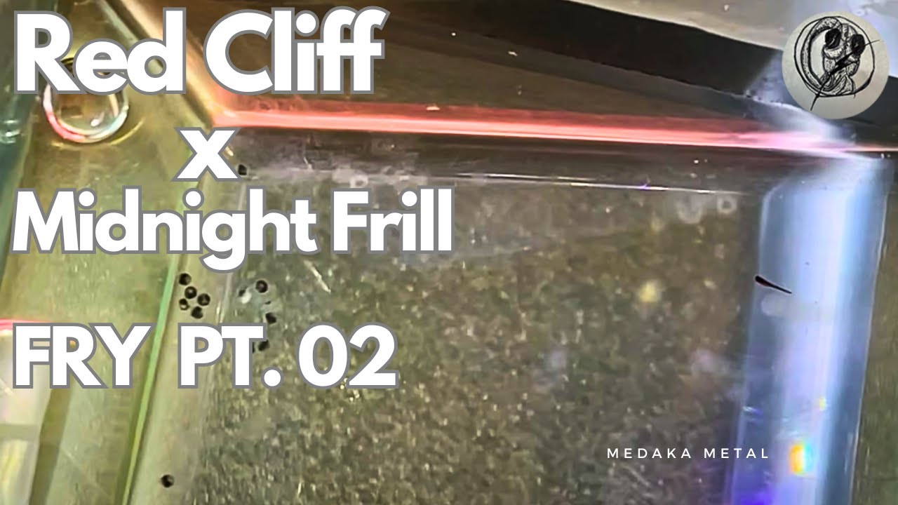 【MEDAKA】 Medaka Red Cliff X Midnight Frill レッドクリフと ミッドナイトフリル ラメ【メダカ ...