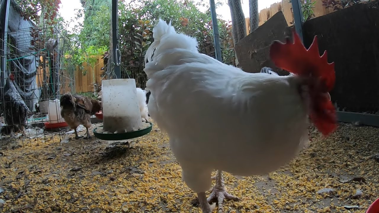 Backyard Chickens Morning Long Video Sounds Noises Hens Clucking ...