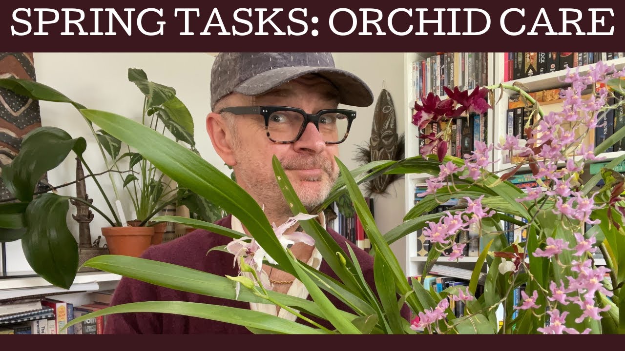 Spring tasks: orchid care general tips. - YouTube
