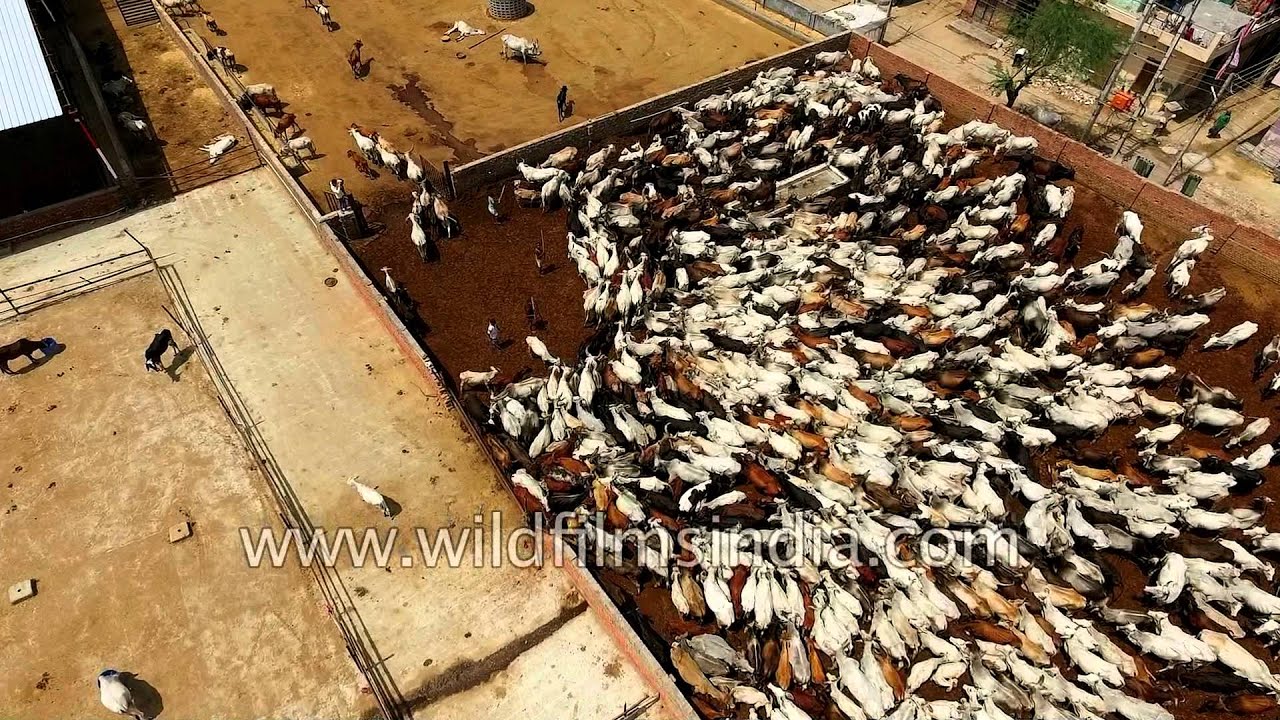 Cattle farm: Fantastic aerial view of corralled cows in India - YouTube