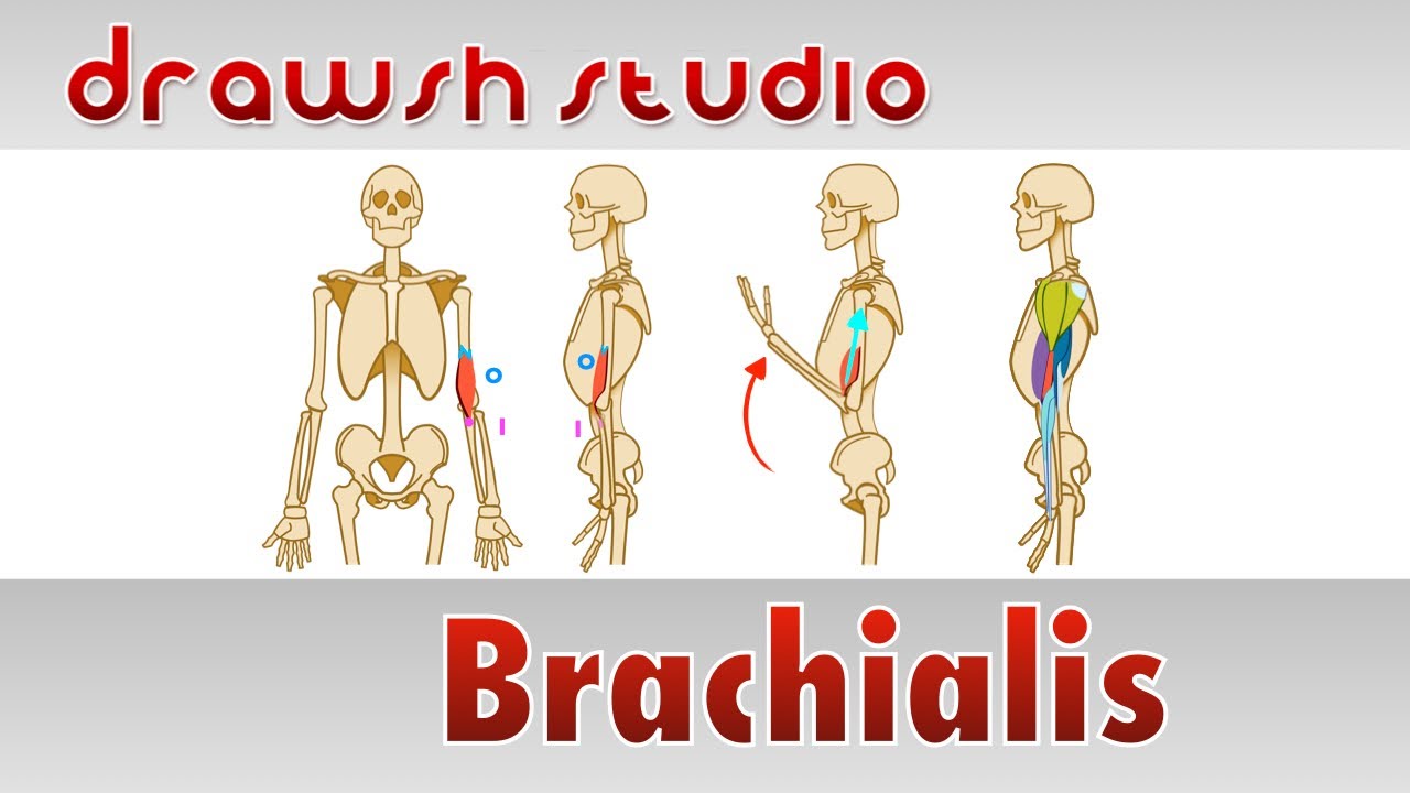 The Brachialis Muscle - YouTube