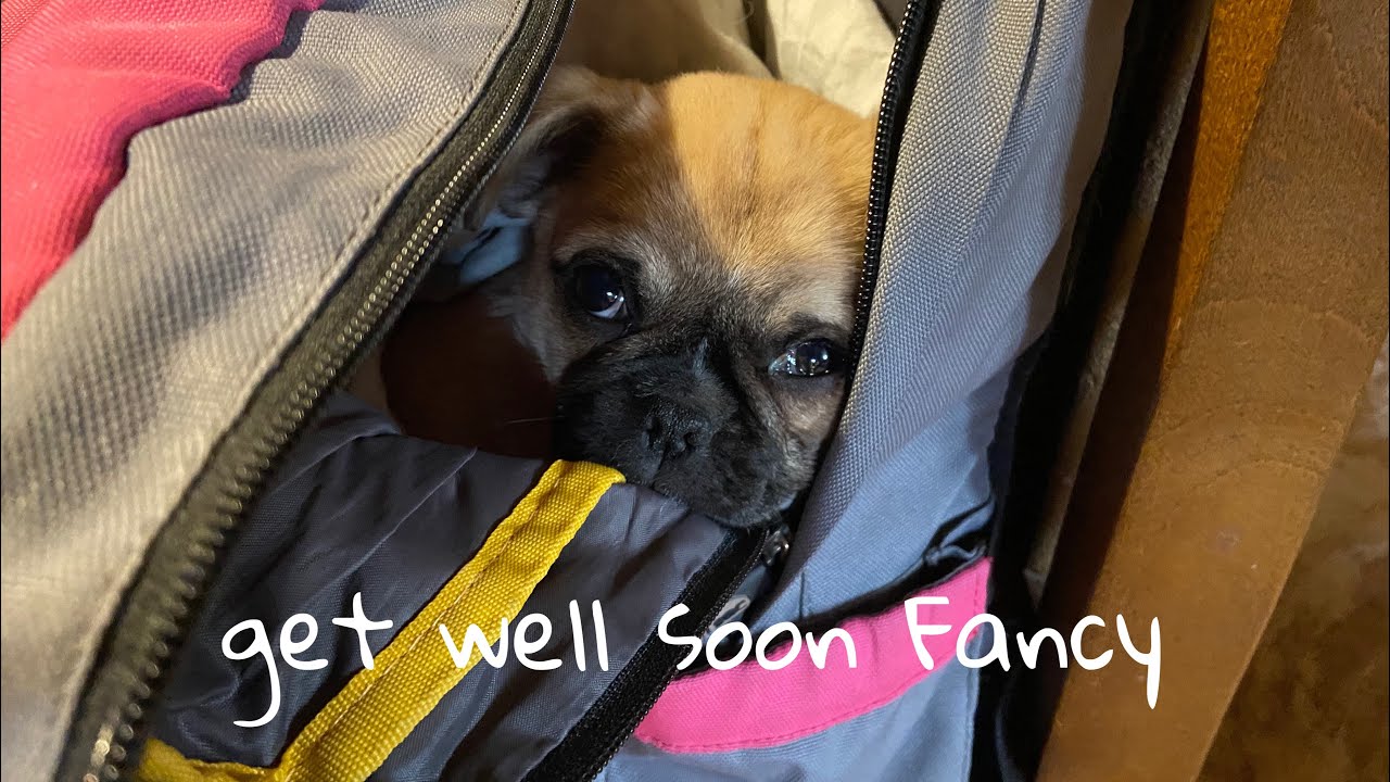 get well soon Fancy - YouTube