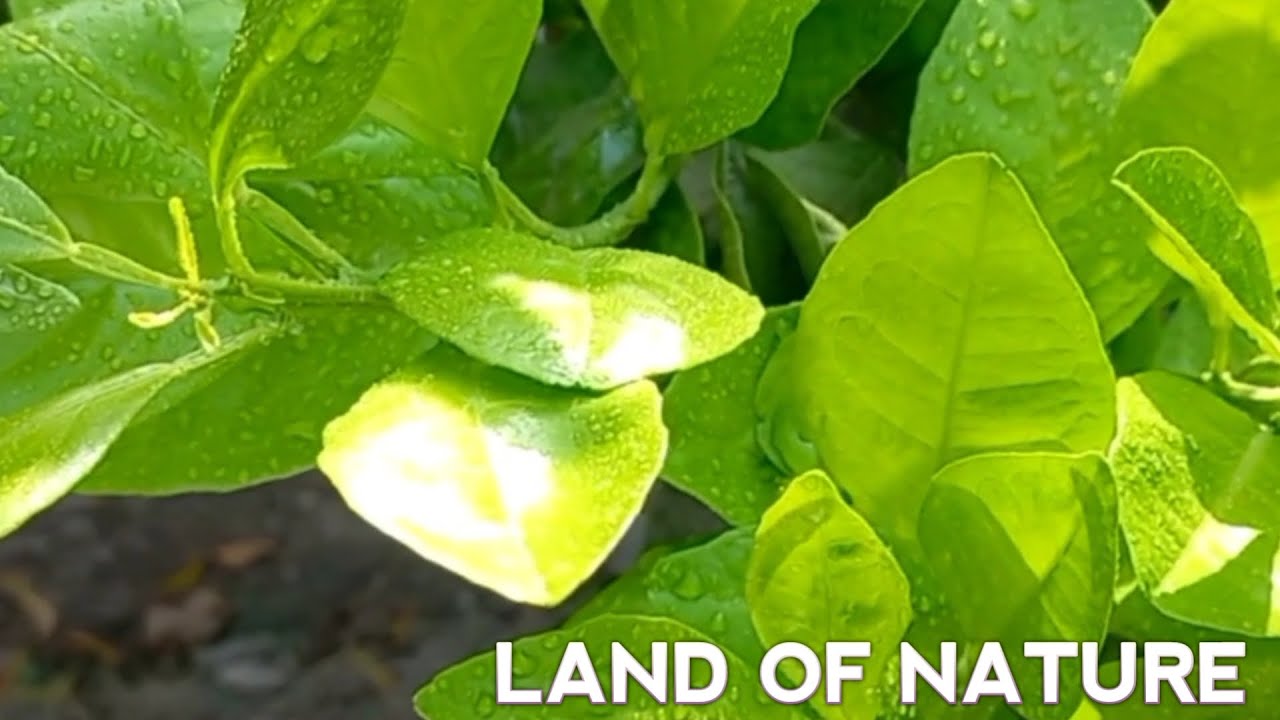 Amazing Natural Beauty || Land of Nature || Our Planet Nature in 4K ...