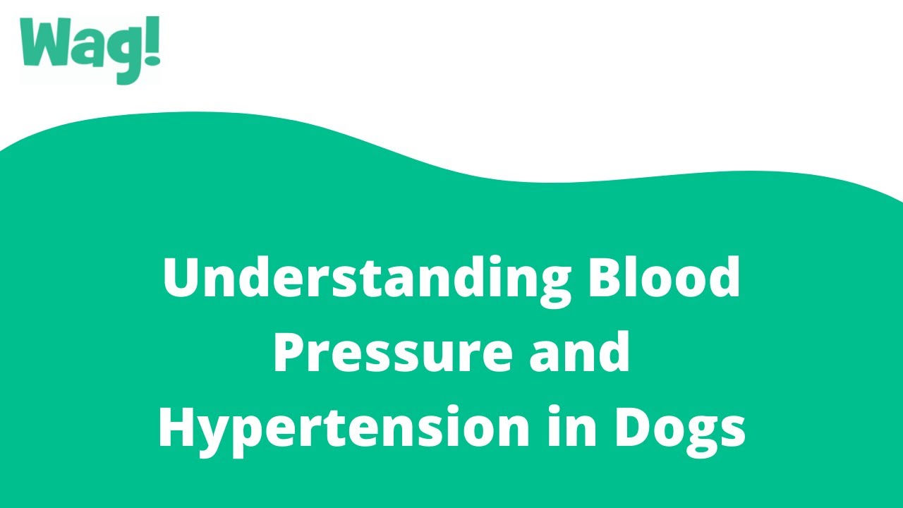 Understanding Blood Pressure and Hypertension in Dogs | Wag! - YouTube
