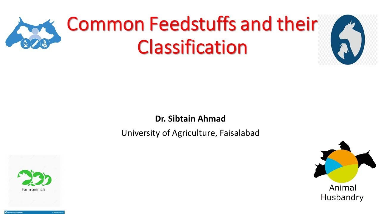 Common feedstuff and their classification - YouTube