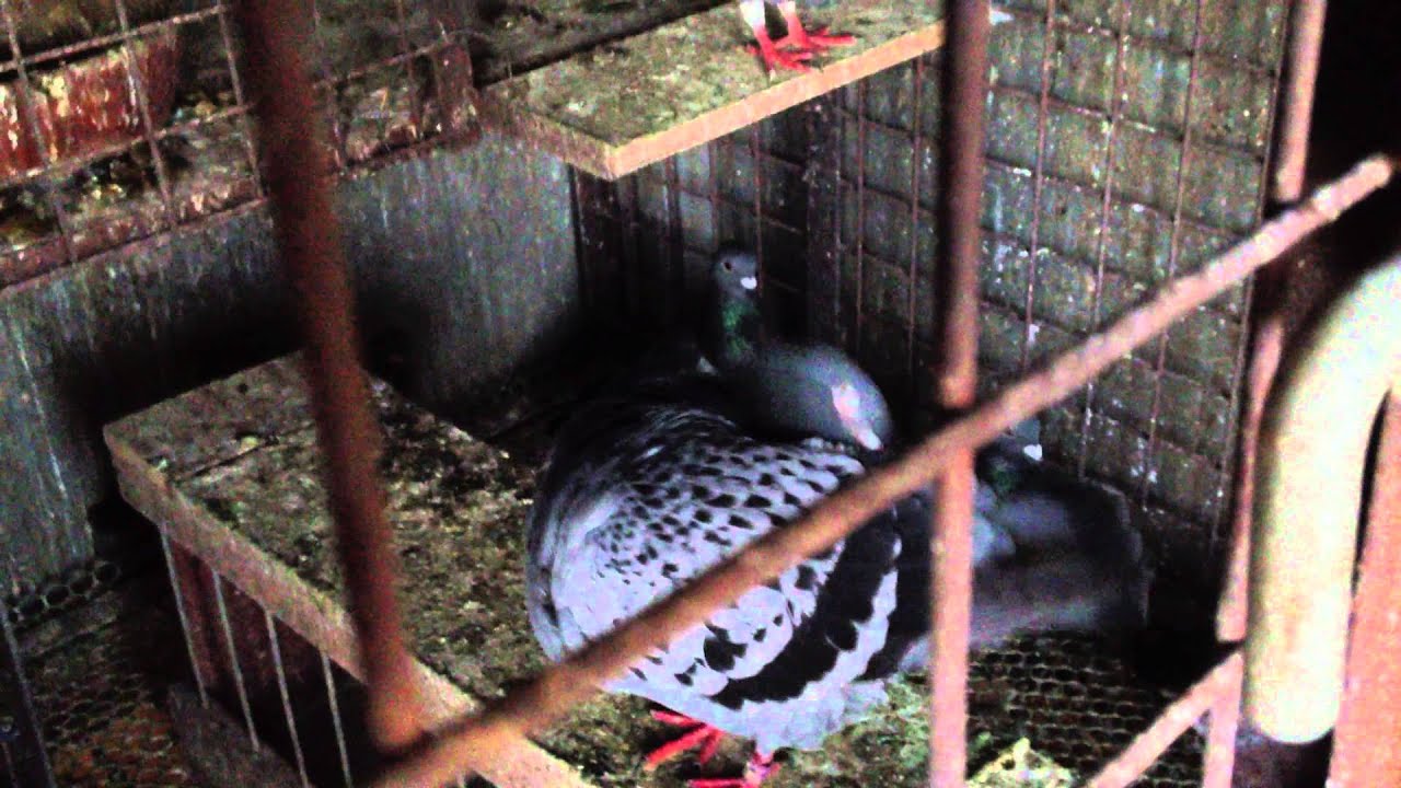 KALAPATI 11 2015 - YouTube