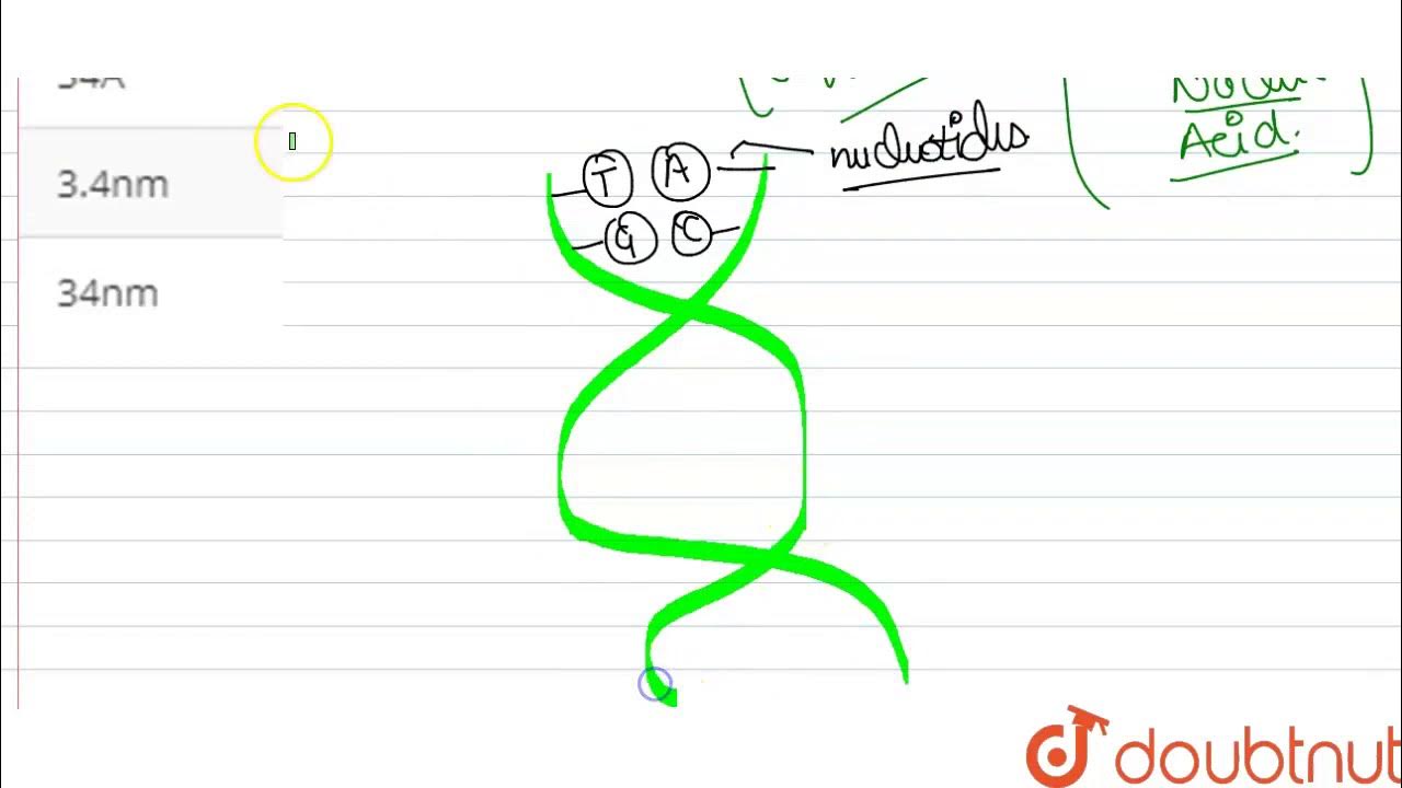 Distance between two nucleotide pairs of DNA is - YouTube