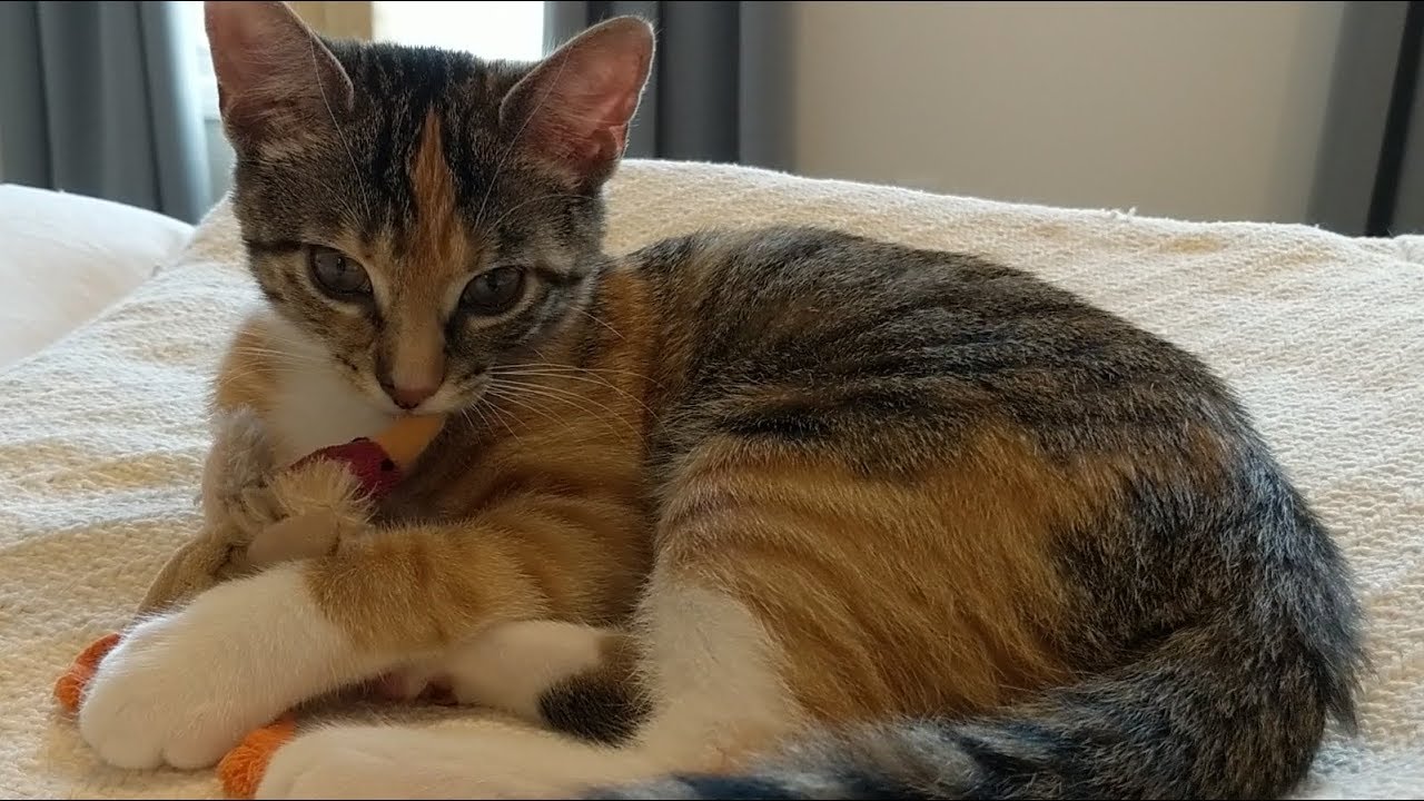 Acrobatic Kitten - YouTube
