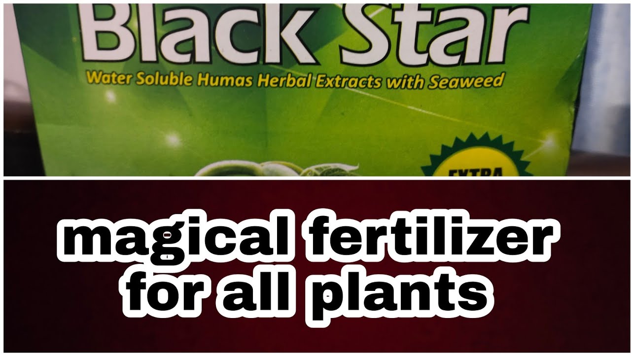 magical fertilizer for all plants // seaweed fertilizer // organic ...