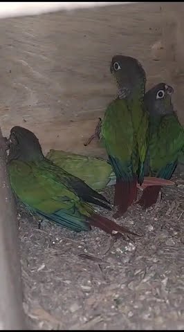 Green cheeked kannur #parrot #kannur #birds #lover - YouTube