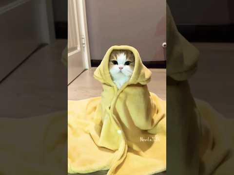 cutest kittens [ kun anta ] #cat #cute #kitten #catlover