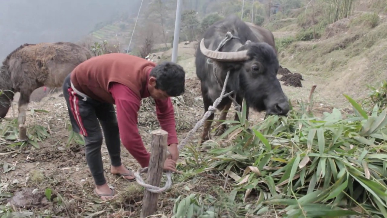 Carrying green leaves of trees and feeding to domestic animals - YouTube
