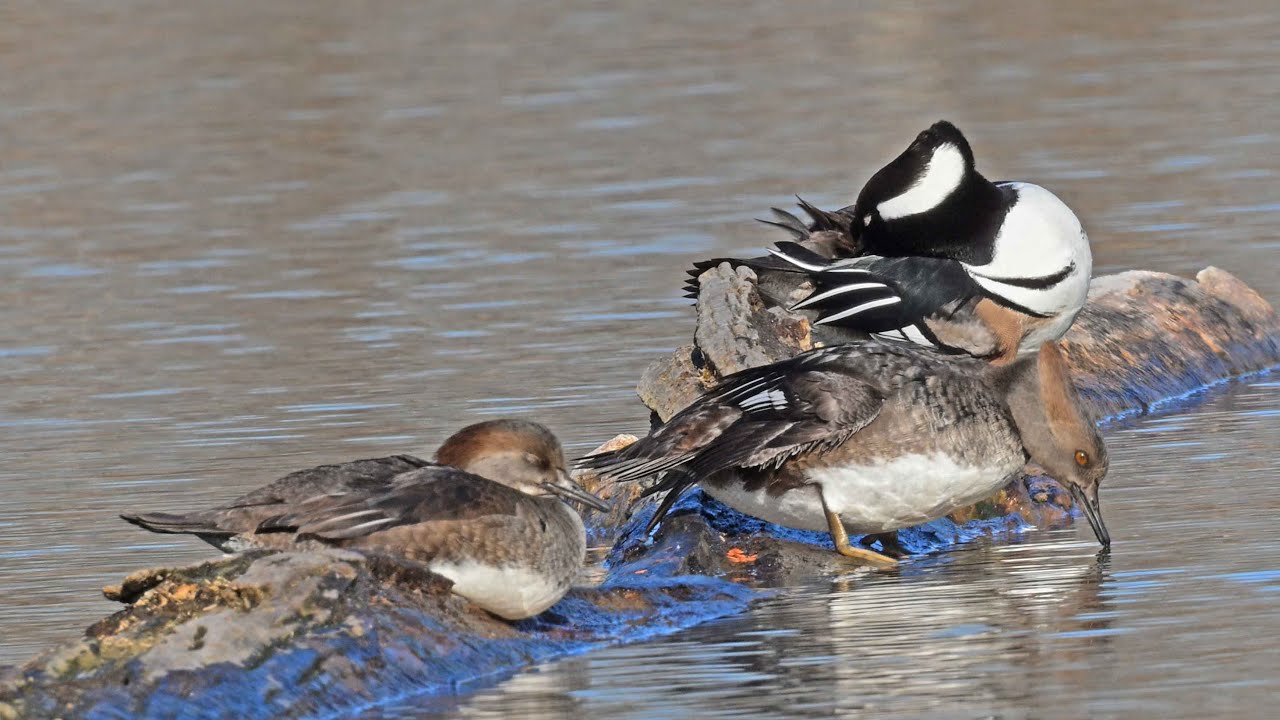 Lophodytes cucullatus HOODED MERGANSER groups on logs resting or ...