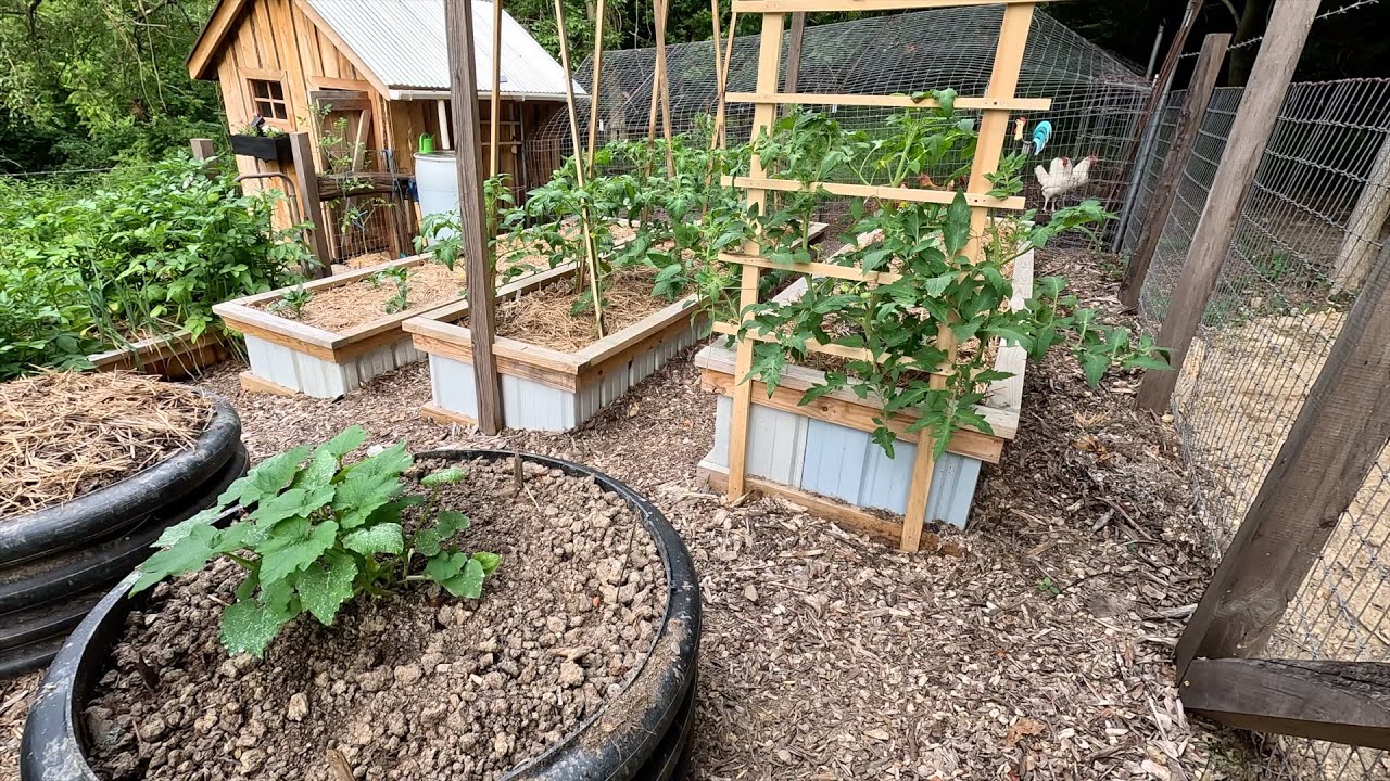 LIFETIME Raised Garden beds Tomato trellis - YouTube