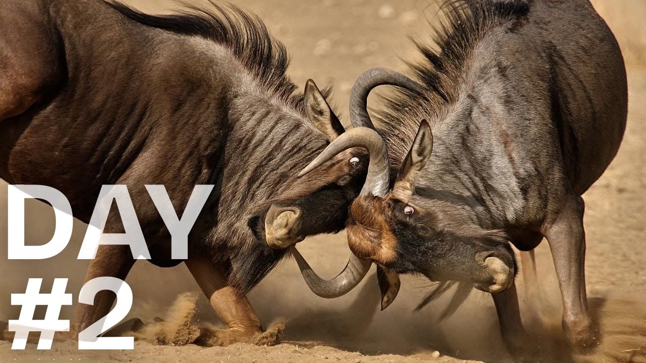 Epic Animal Fights & Fails – When They Messed with the WRONG Opponent ...