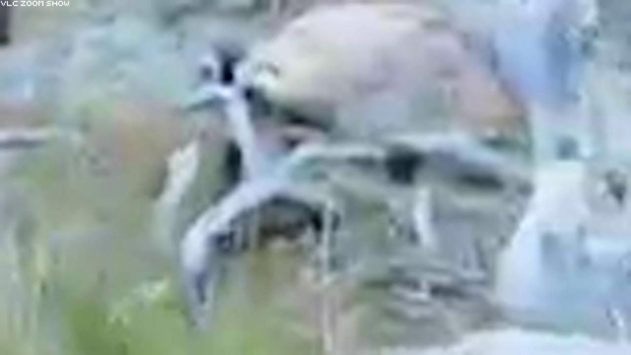 Exploring Paranormal Beings The Fey People pt2 - YouTube