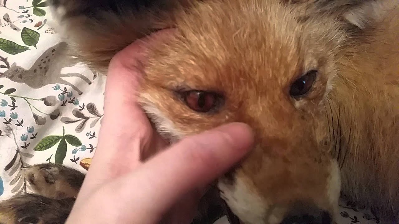 Vixen Soft Mount Taxidermy - YouTube