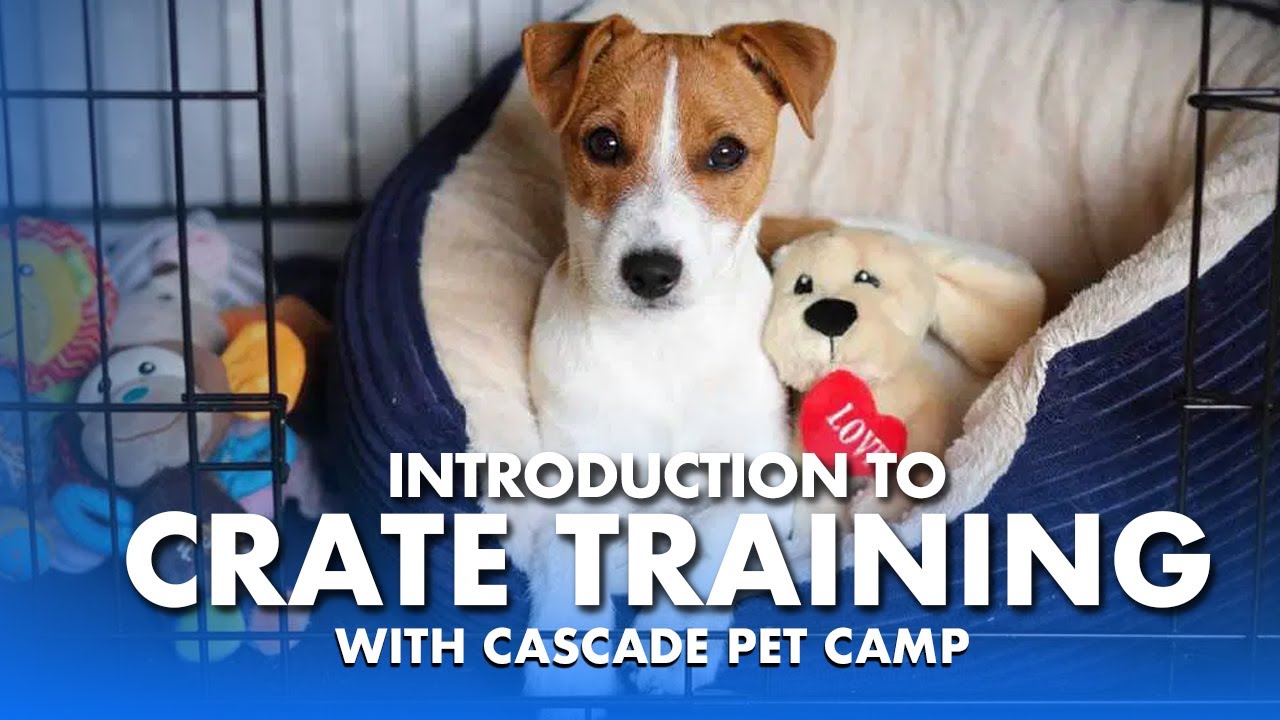 Introduction to Crate Training with Cascade Pet Camp - YouTube