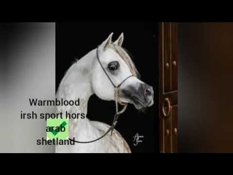 Guess the horse breed level 1 - YouTube