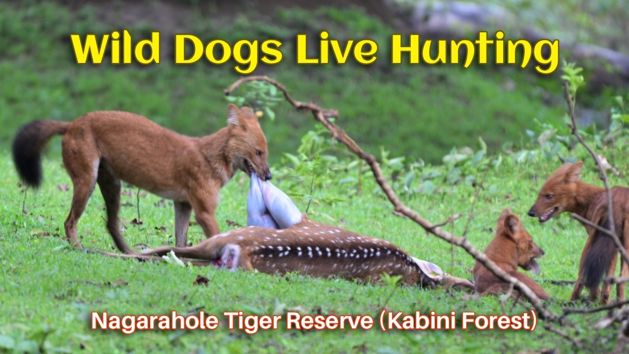 Wild dogs live hunting at Kabini Forest | Nagarahole Tiger Reserve ...