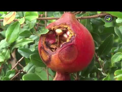 Bird Damage, Fruit Cracking and Color Development in Pomegranate - YouTube
