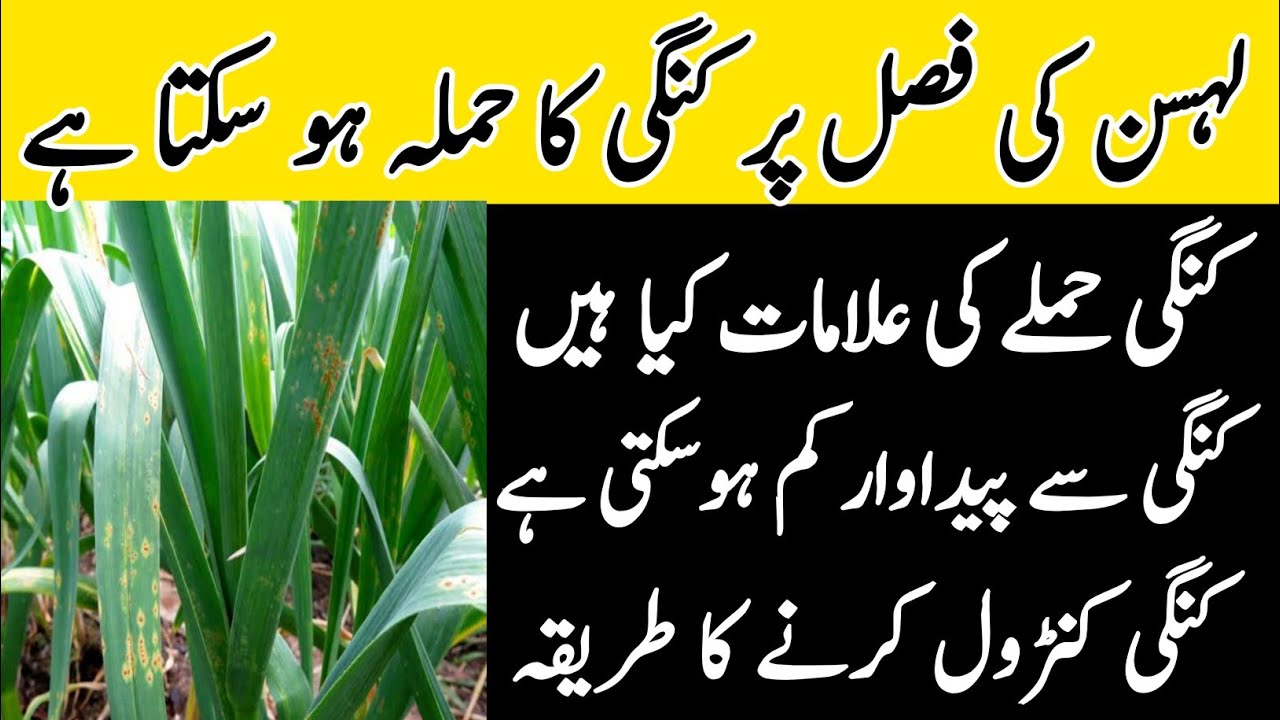 How to Control Garlic Rust Disease/Attack of Garlic Rust /Best ...