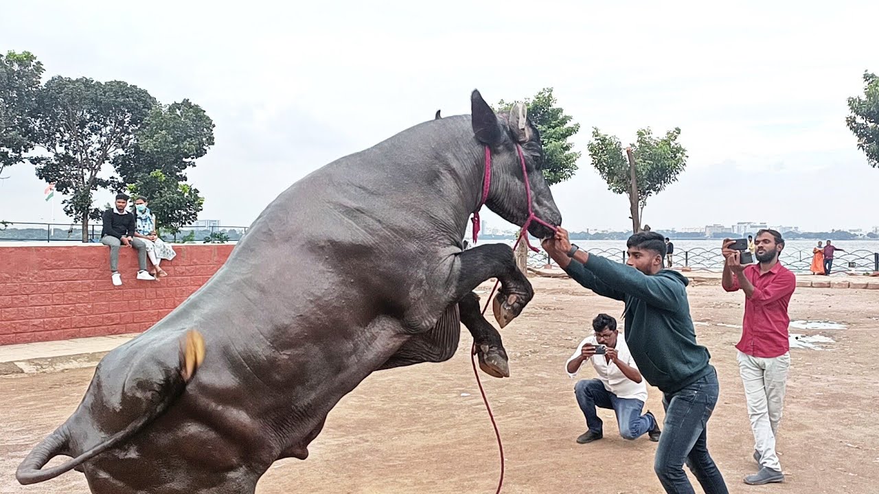 Big Bull lifting | Khairathabad Sadar festival 2022 | Hyderabad Sadar ...