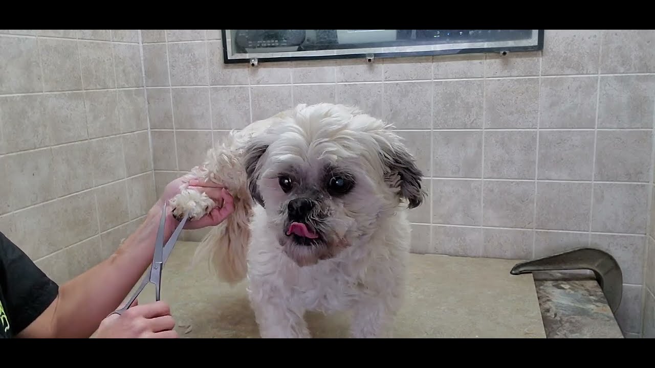 Bichon/Shih-Tzu dog breed full groom, dog grooming without restraints ...