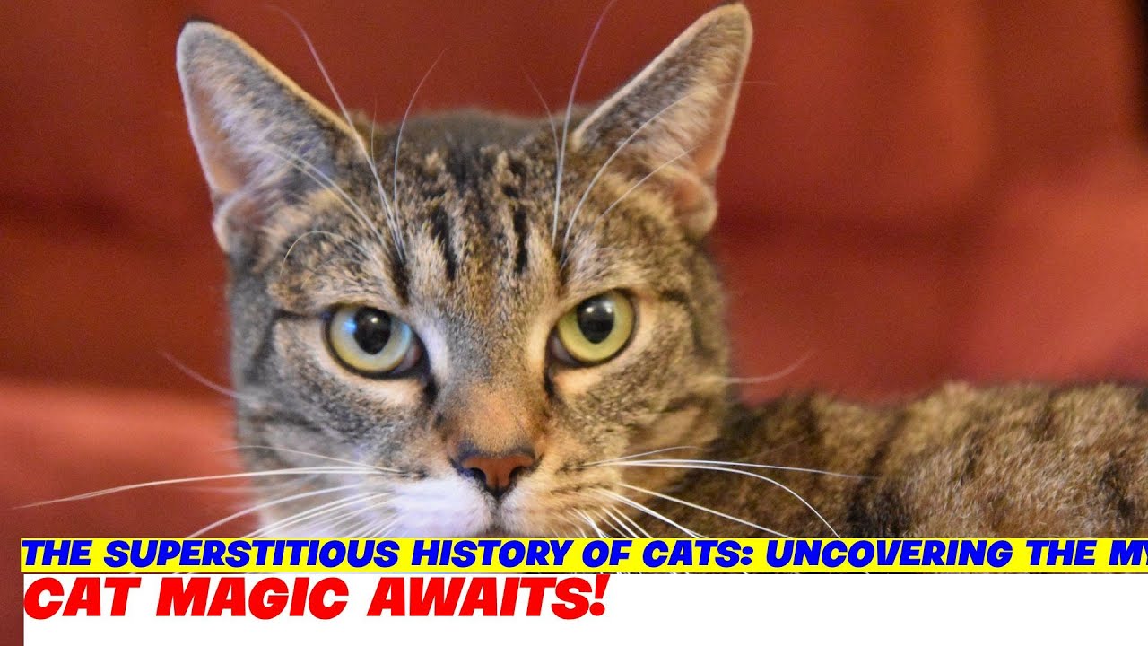The Superstitious History of Cats: Uncovering the Mystery - YouTube