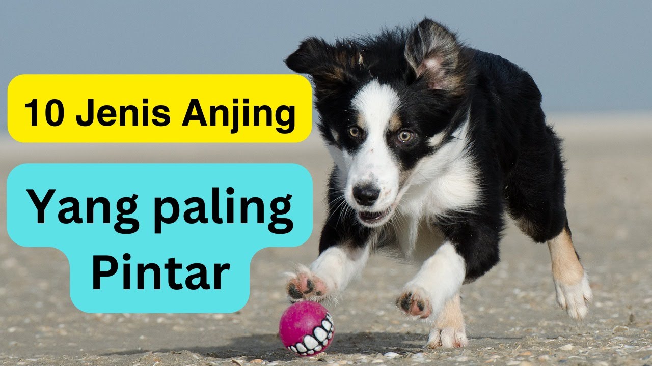 10 Jenis Anjing yang Paling Pintar di Dunia, Anjing apa yang Terpintar ...