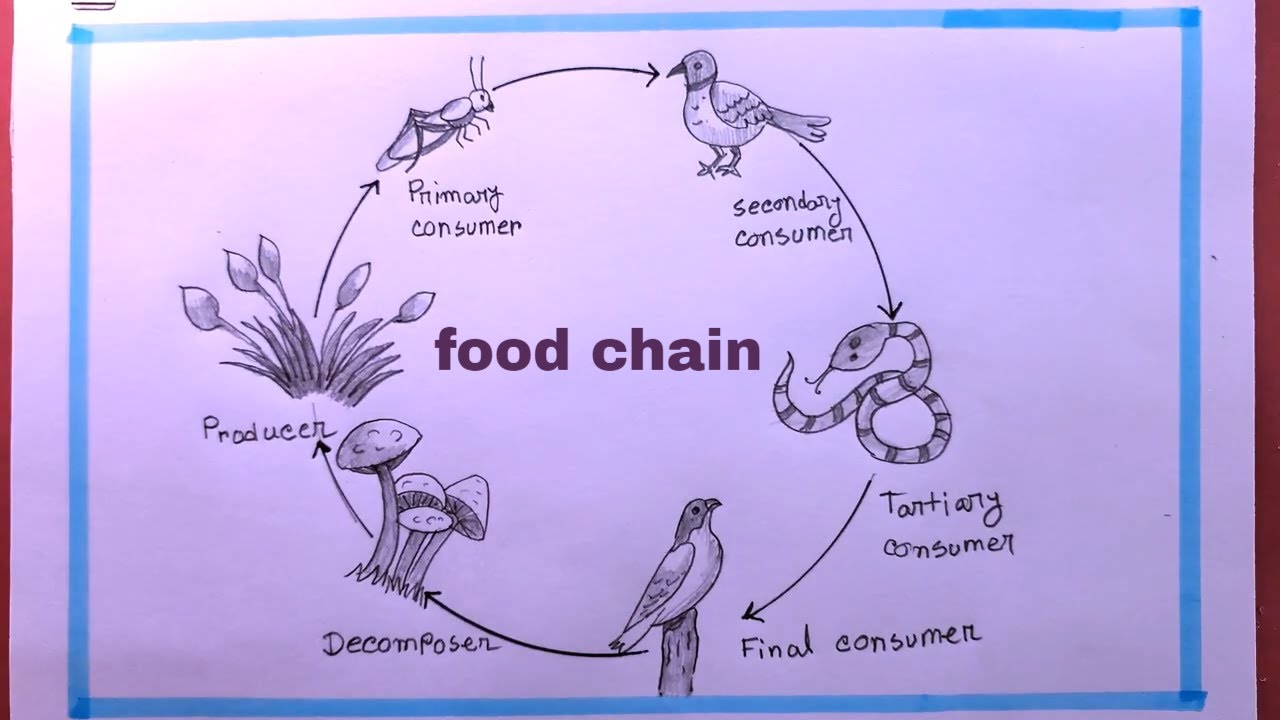 Draw a Food Chain Like a Pro in Minutes - YouTube