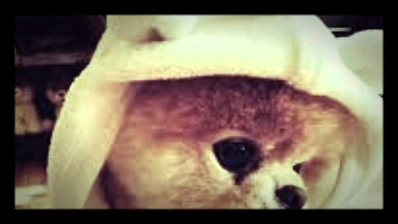Boo,o cão mais fofo do mundo!! - YouTube