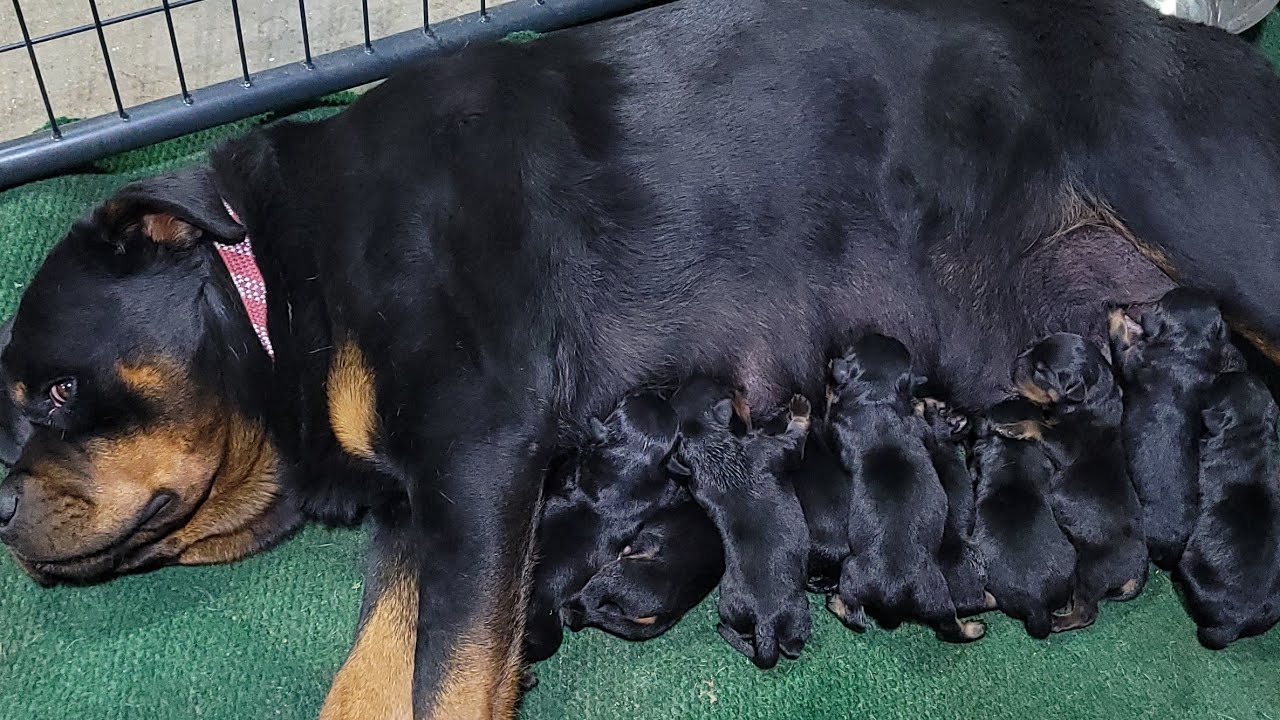 The real insight of having puppies and breeding. What to do before you ...
