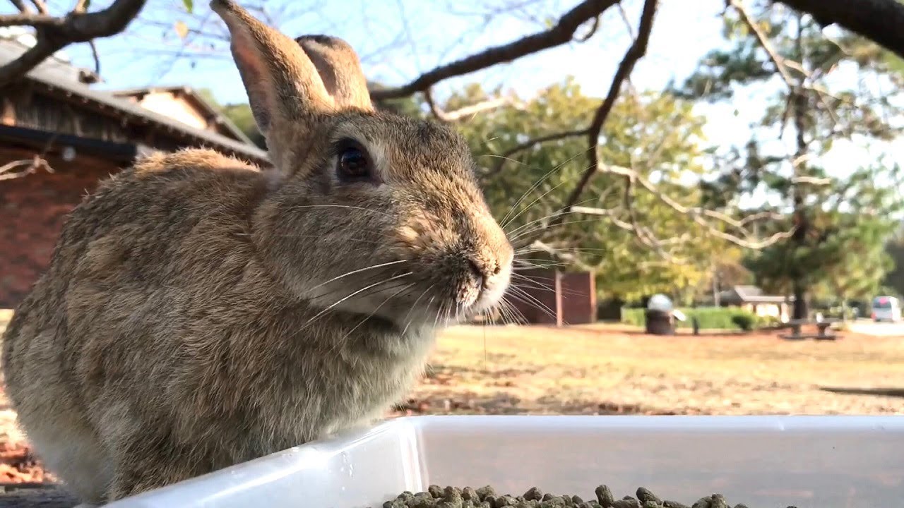 Rabbit: “Take a nice picture of me.” - YouTube