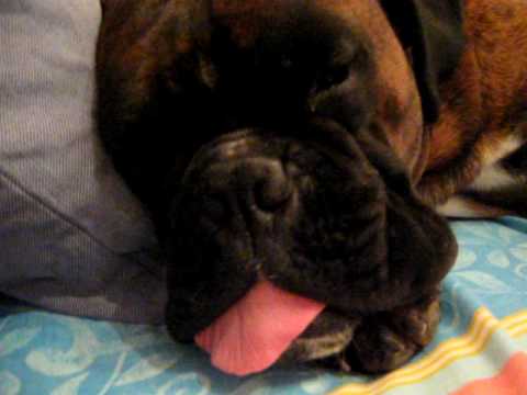 Come dorme il mio cucciolone ( Boxer Tigrato maschio) Stupendo ...