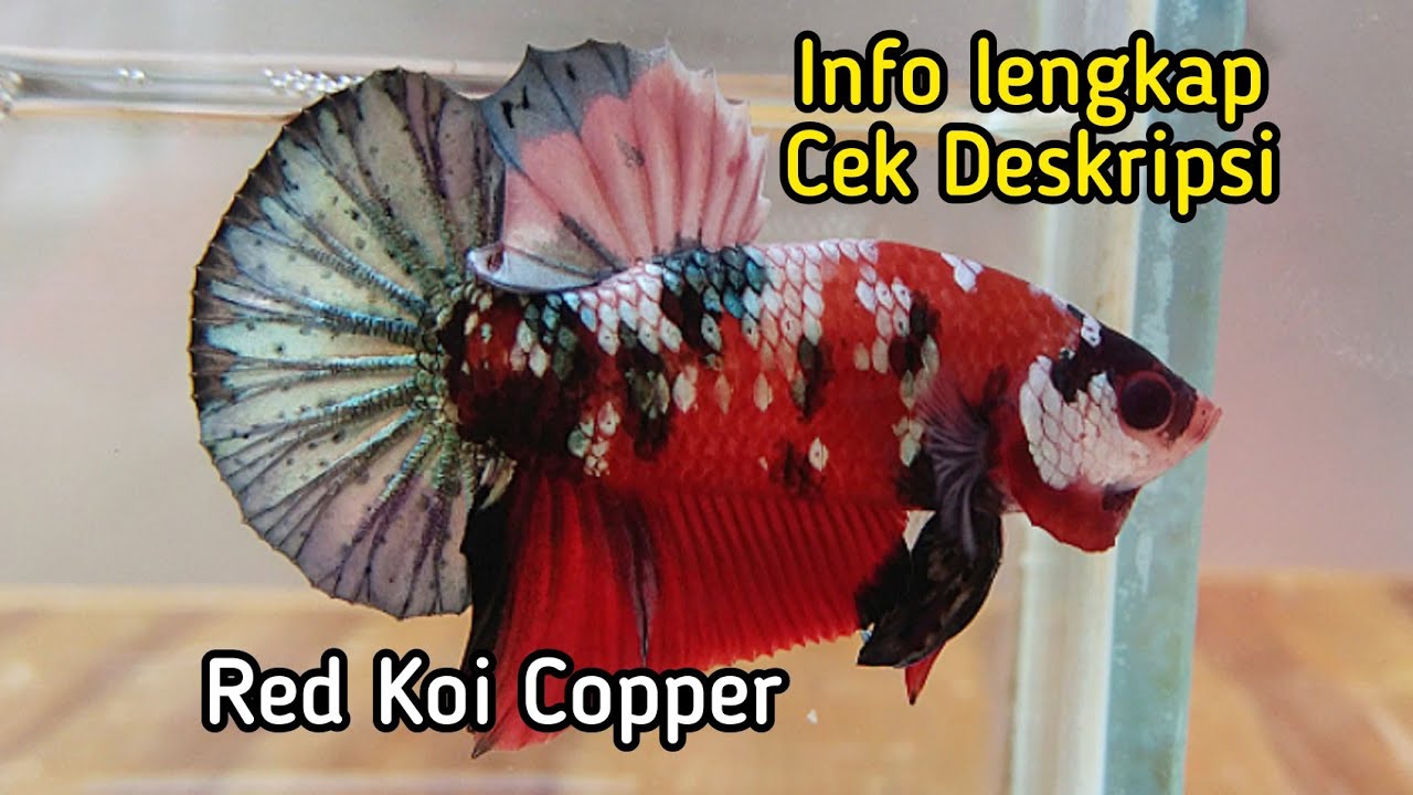 Ikan Cupang Red Koi Copper • Red Koi Copper Bettafish - YouTube
