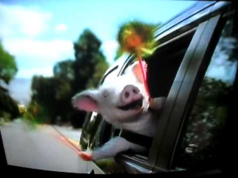 the pig said wee all the way home - YouTube