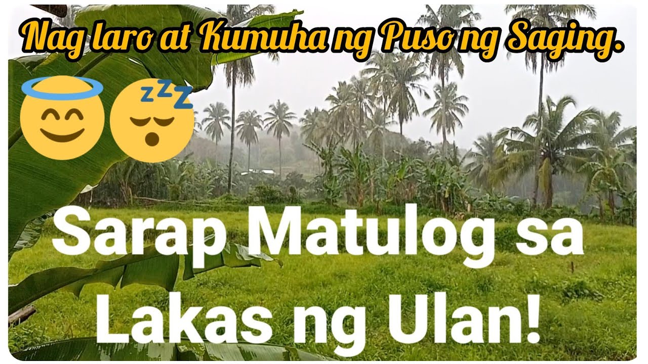 『Banana Blossom Hunt after the Rain!』〘Sarap matulog sa ganitong panahon ...