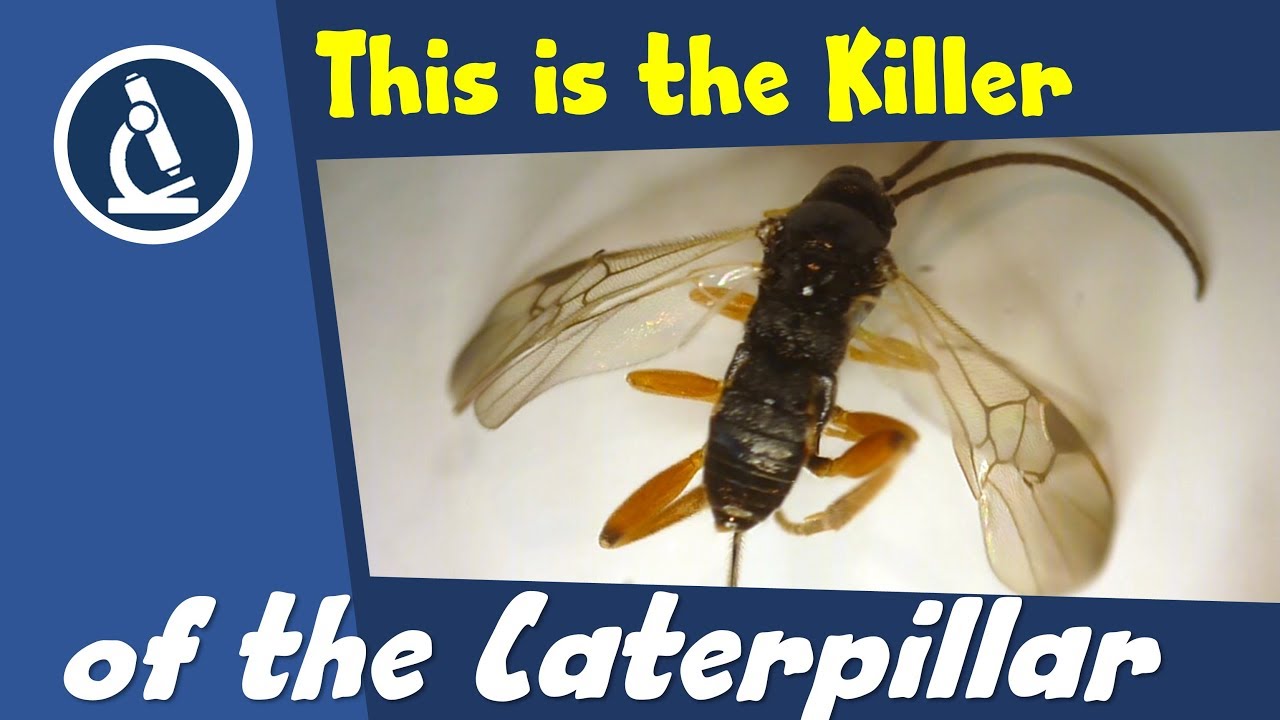 Wasp Stinger Microscope