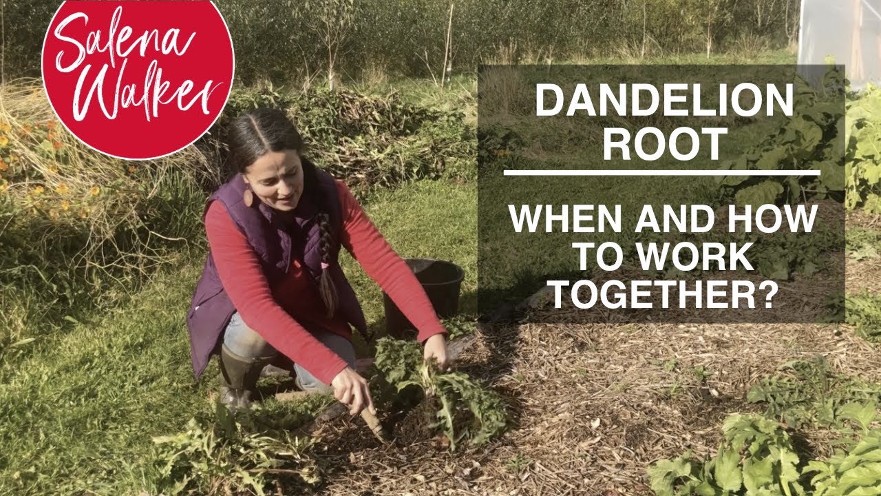 When and How to Work with Dandelion Root - YouTube