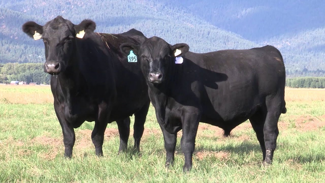Angus VNR: Healthy cow, happy rancher - YouTube