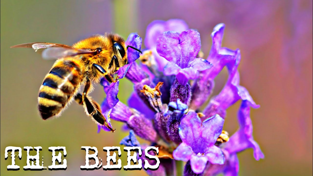 THE BEES 🐝 ( 528 Hz The Love Frequency ) - YouTube