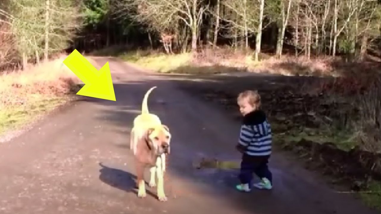 Boy Uses Allowance to Rescue Two More Dogs While Adopting One from the ...