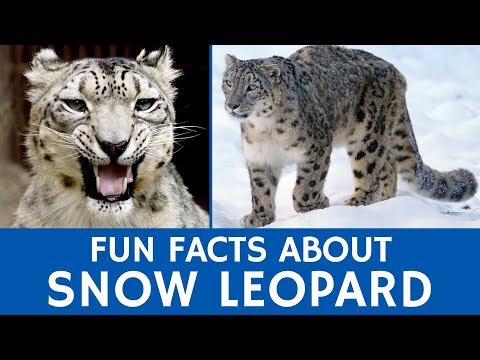 Facts about Snow Leopards for Learners | Interactive Video of Wild Animals