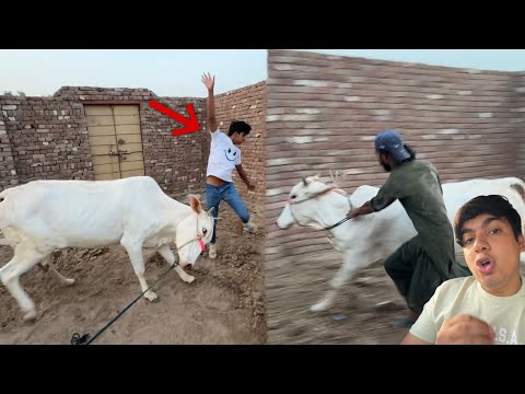 Hmari Cow Gosa Me Agai 😰 Subhan Ko Mara ☹️