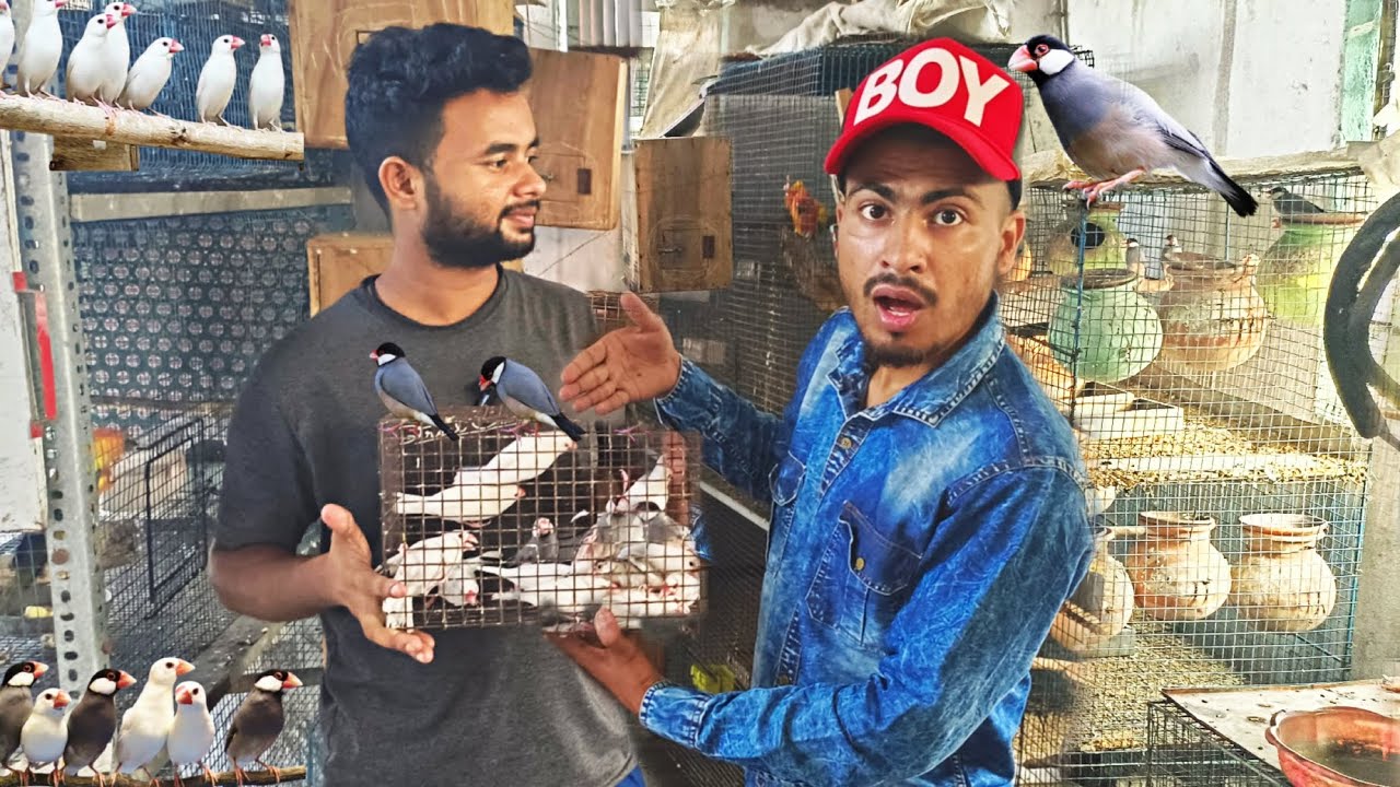 java bird le gaya dost//Java bird breeding progress //breeding pair ...