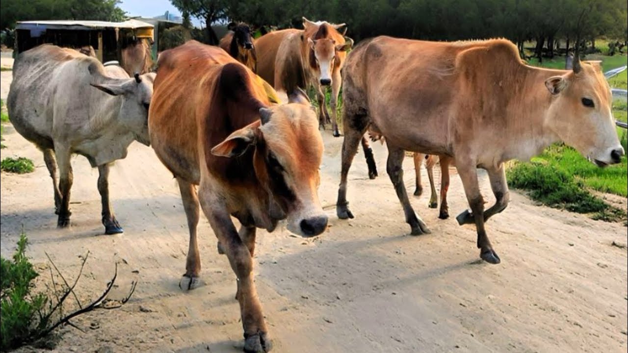 The Ultimate Grass Buffet: Cows Feast in the Open Fields - YouTube